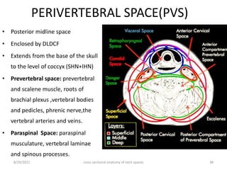 Cross sectional anatomy of neck spaces | PPTX