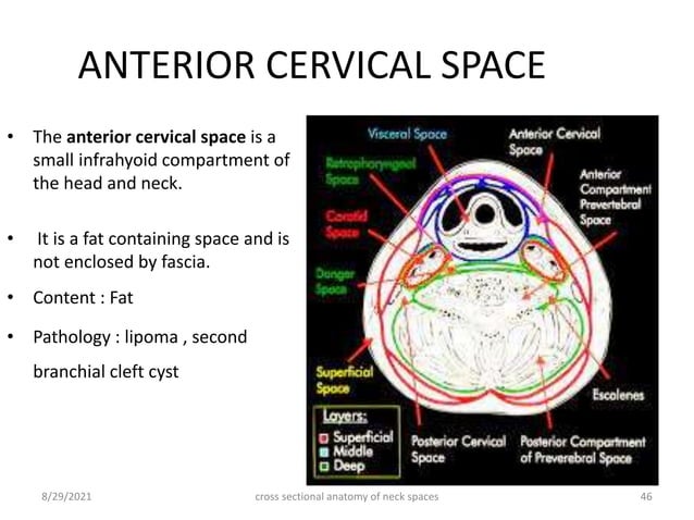 Cross sectional anatomy of neck spaces | PPTX