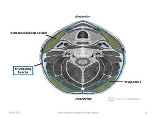Neck Muscle Anatomy Axial