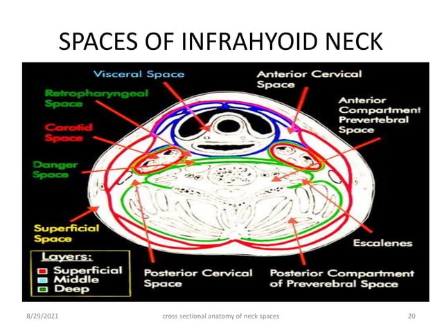 Cross sectional anatomy of neck spaces | PPT