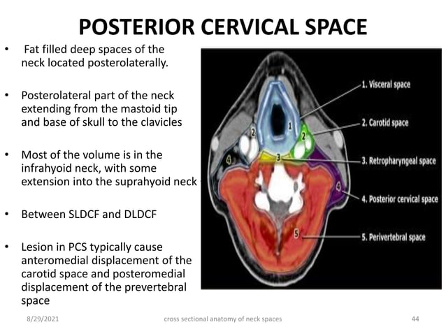Cross sectional anatomy of neck spaces | PPT