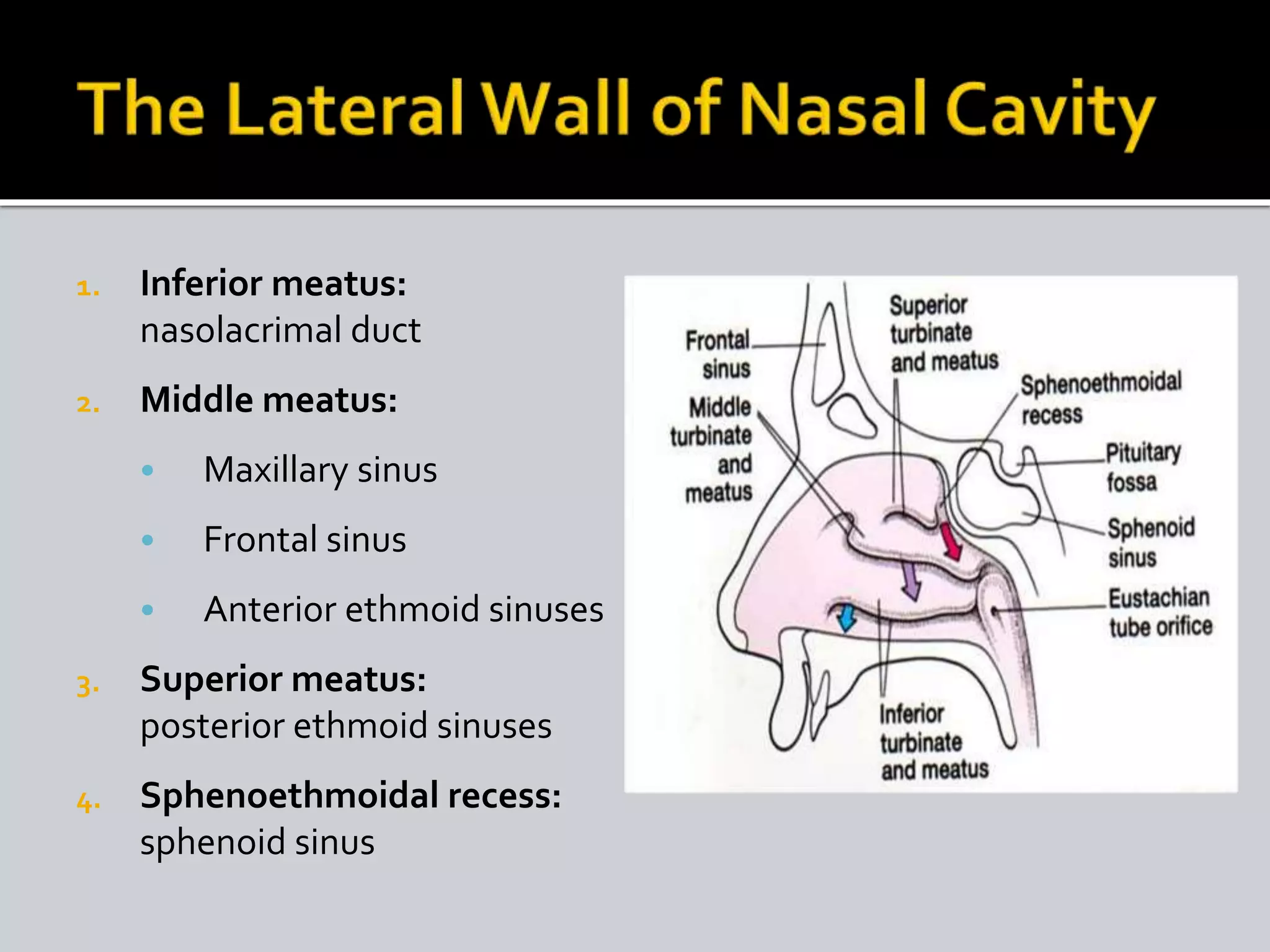Cross Sectional Anatomy of Paranasal sinus | PPTX