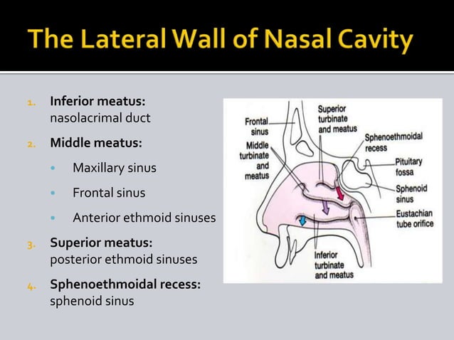 Cross Sectional Anatomy of Paranasal sinus | PPTX | Ear, Nose and ...