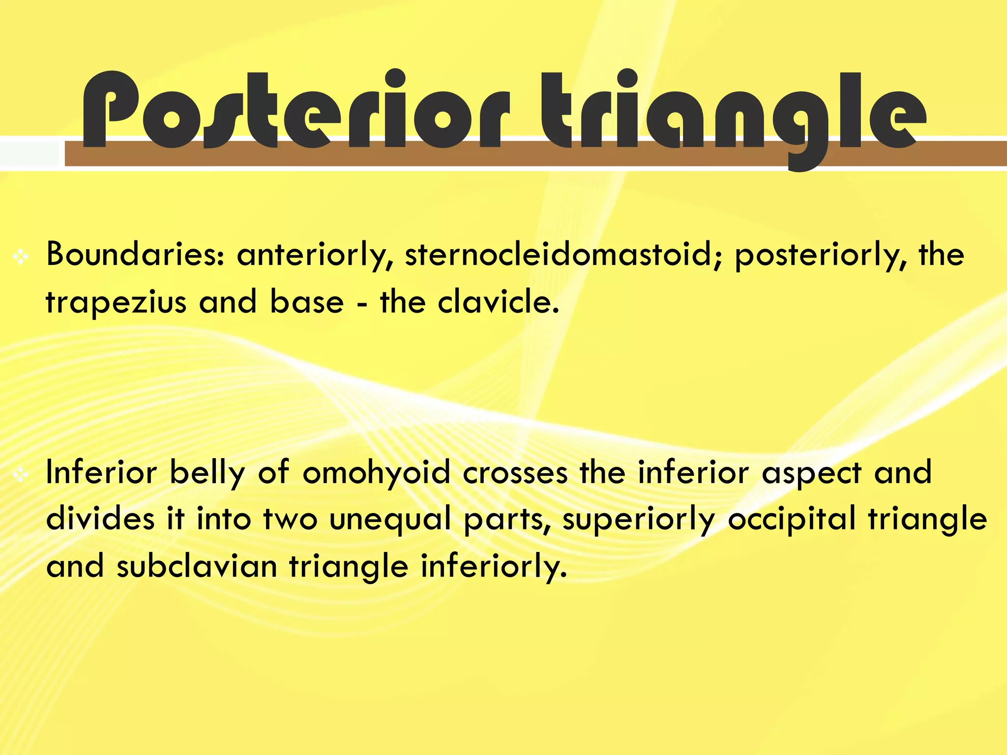 Cross sectional anatomy of the neck | PDF