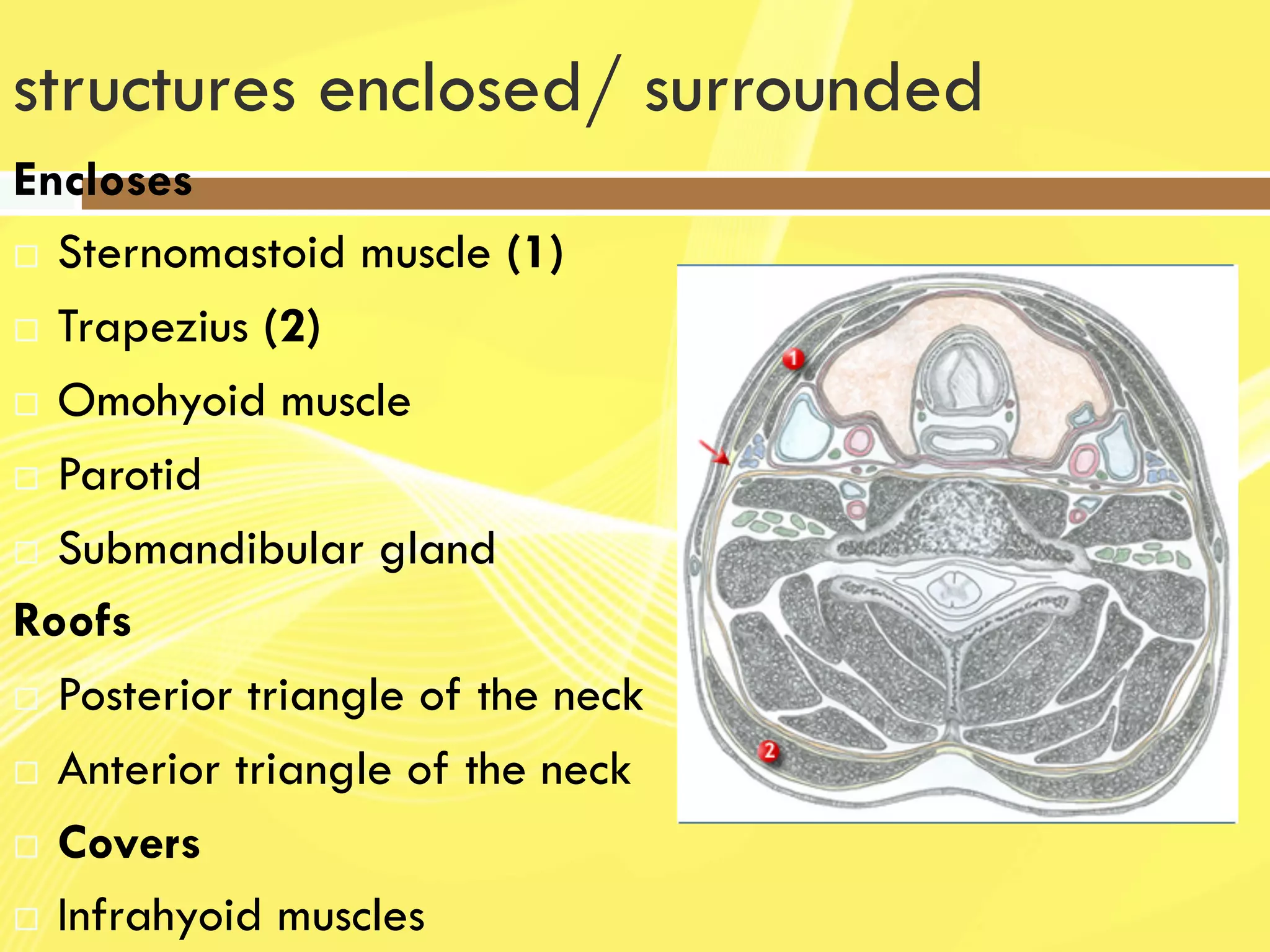 Cross sectional anatomy of the neck | PDF