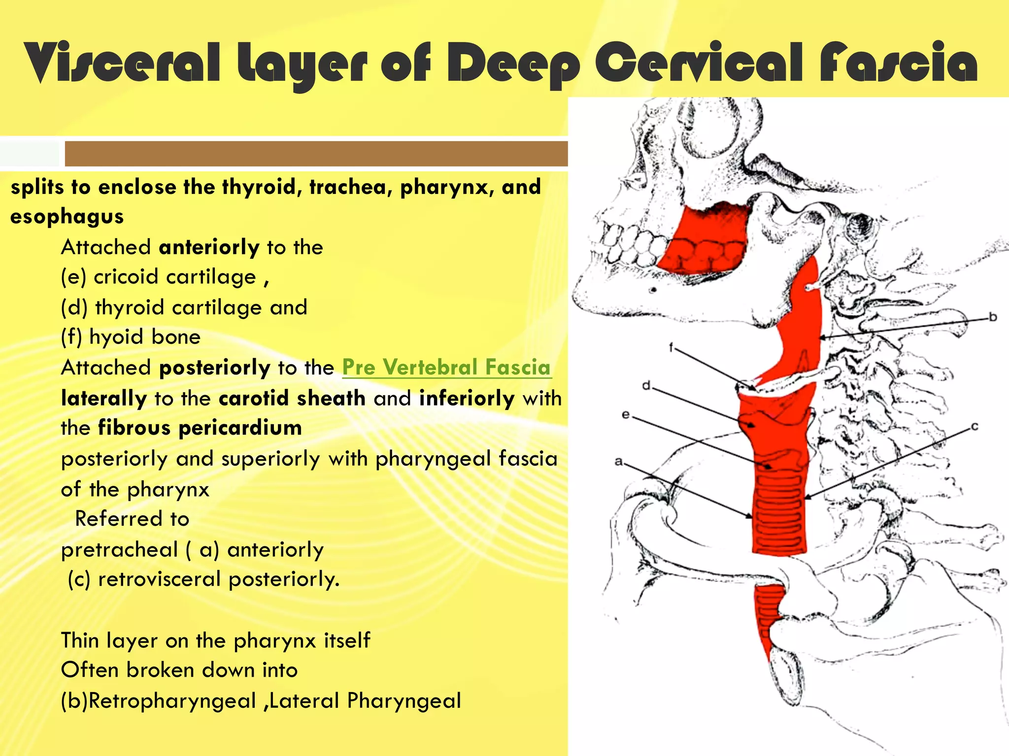 Cross sectional anatomy of the neck | PDF