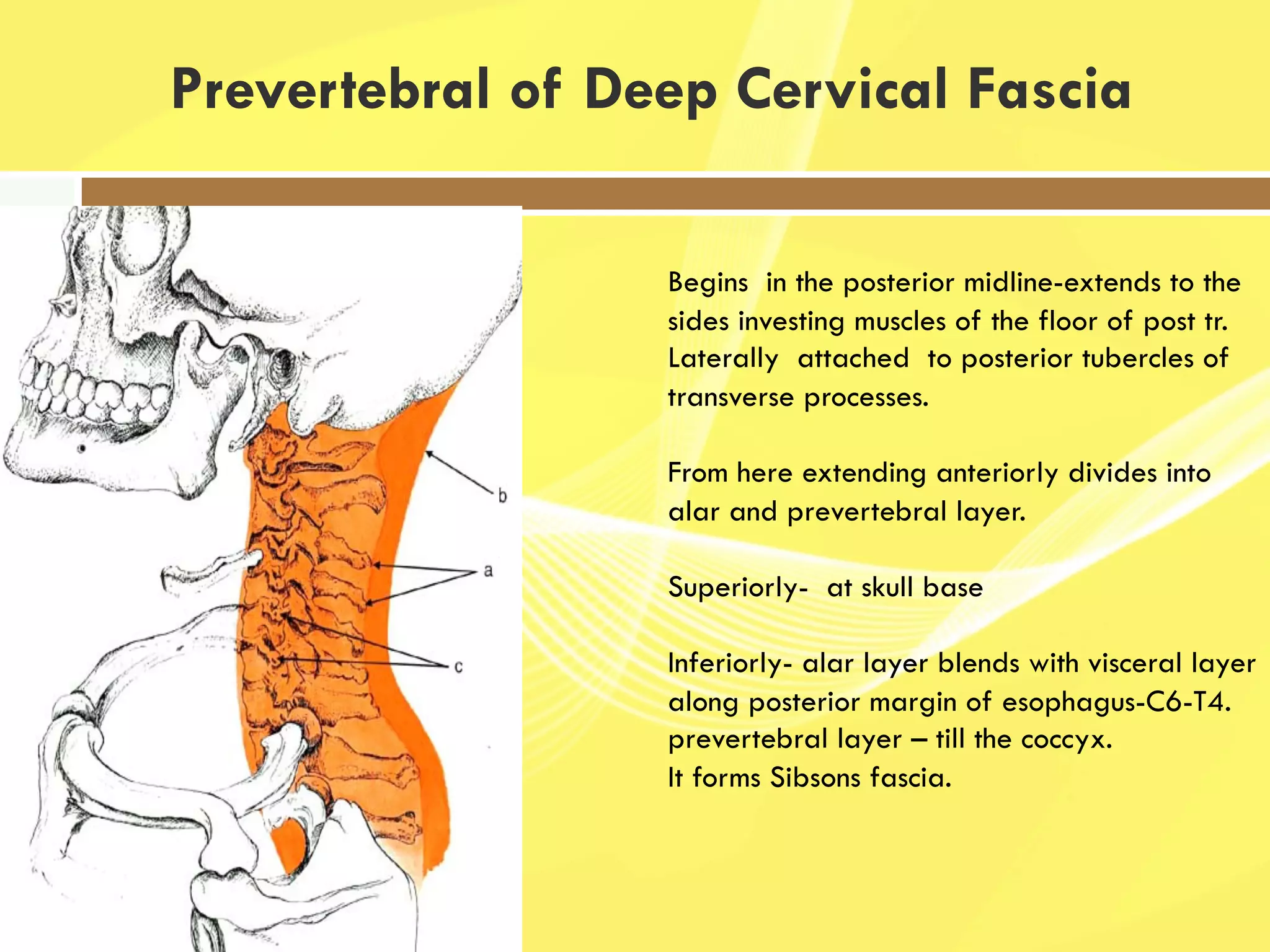 Cross sectional anatomy of the neck | PDF