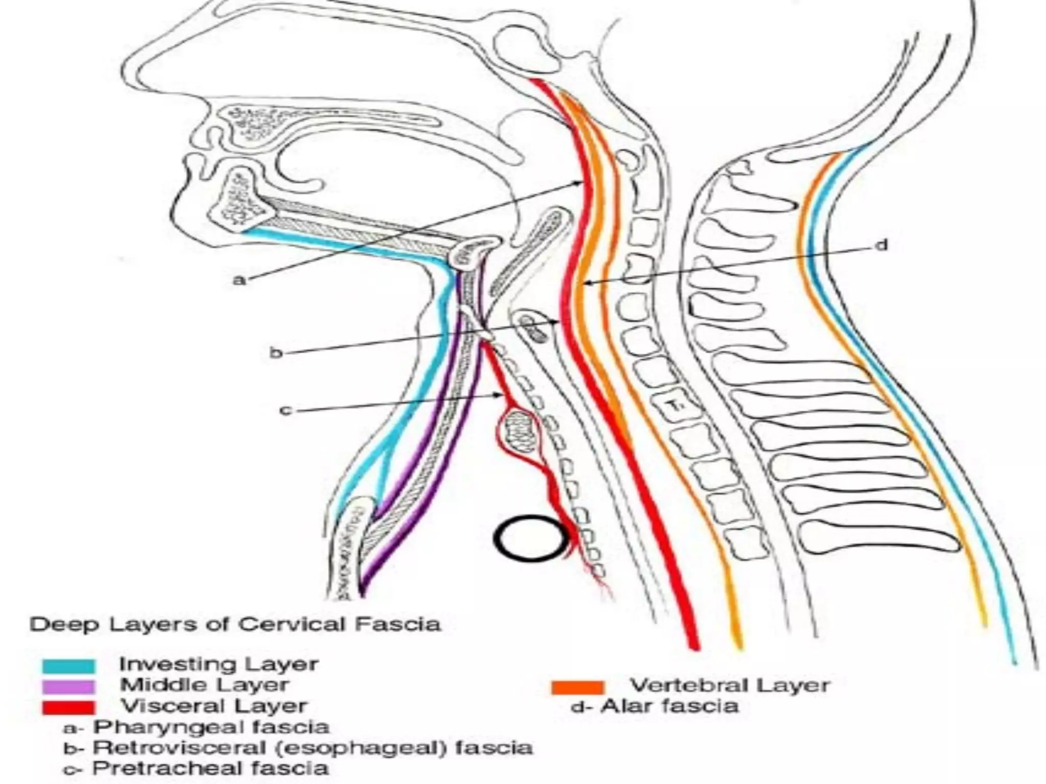 Cross sectional anatomy of the neck | PDF
