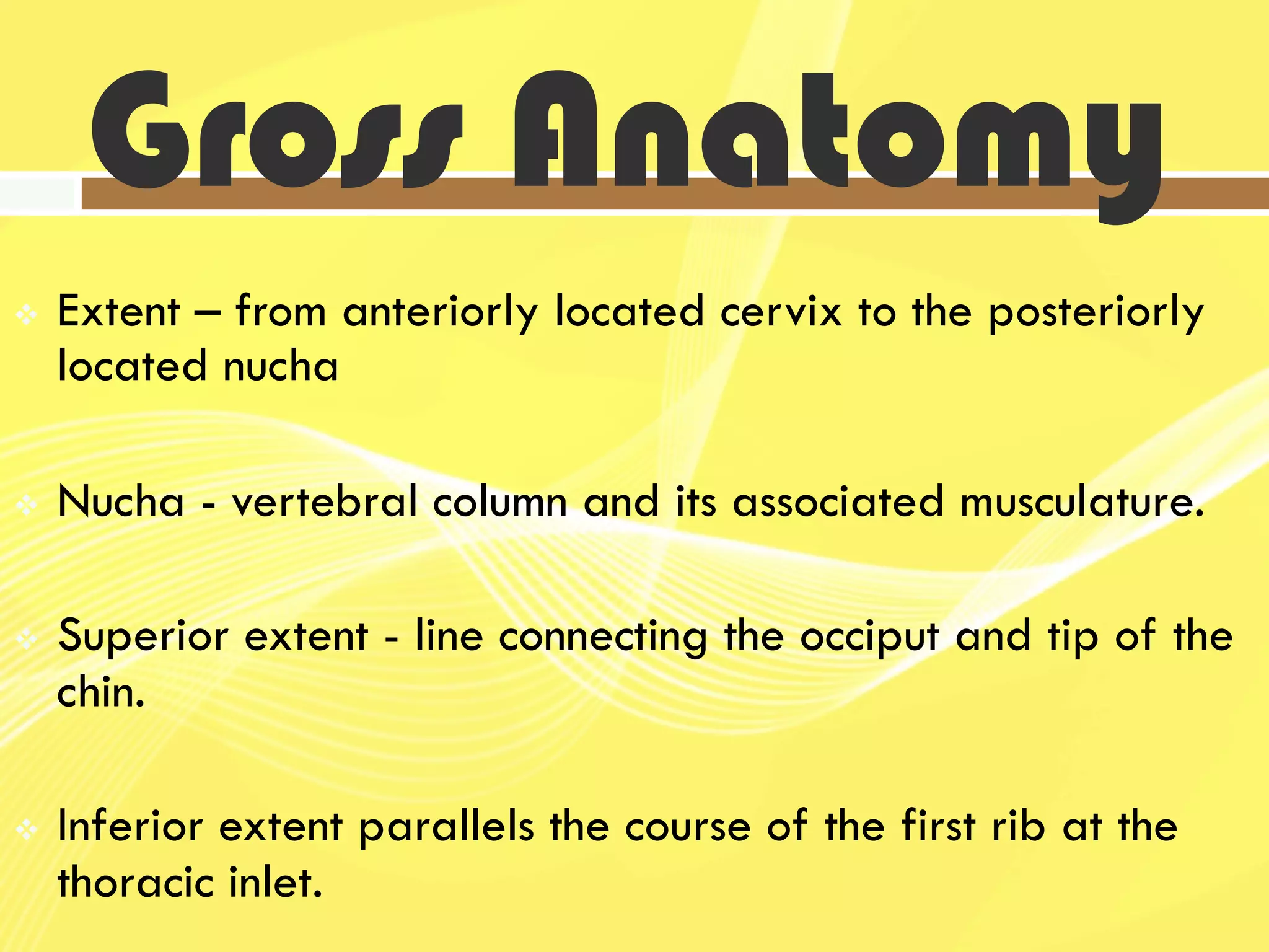 Cross sectional anatomy of the neck | PDF