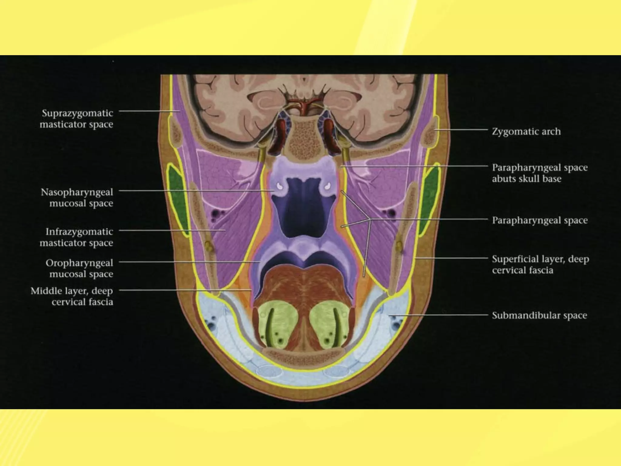 Cross sectional anatomy of the neck | PDF