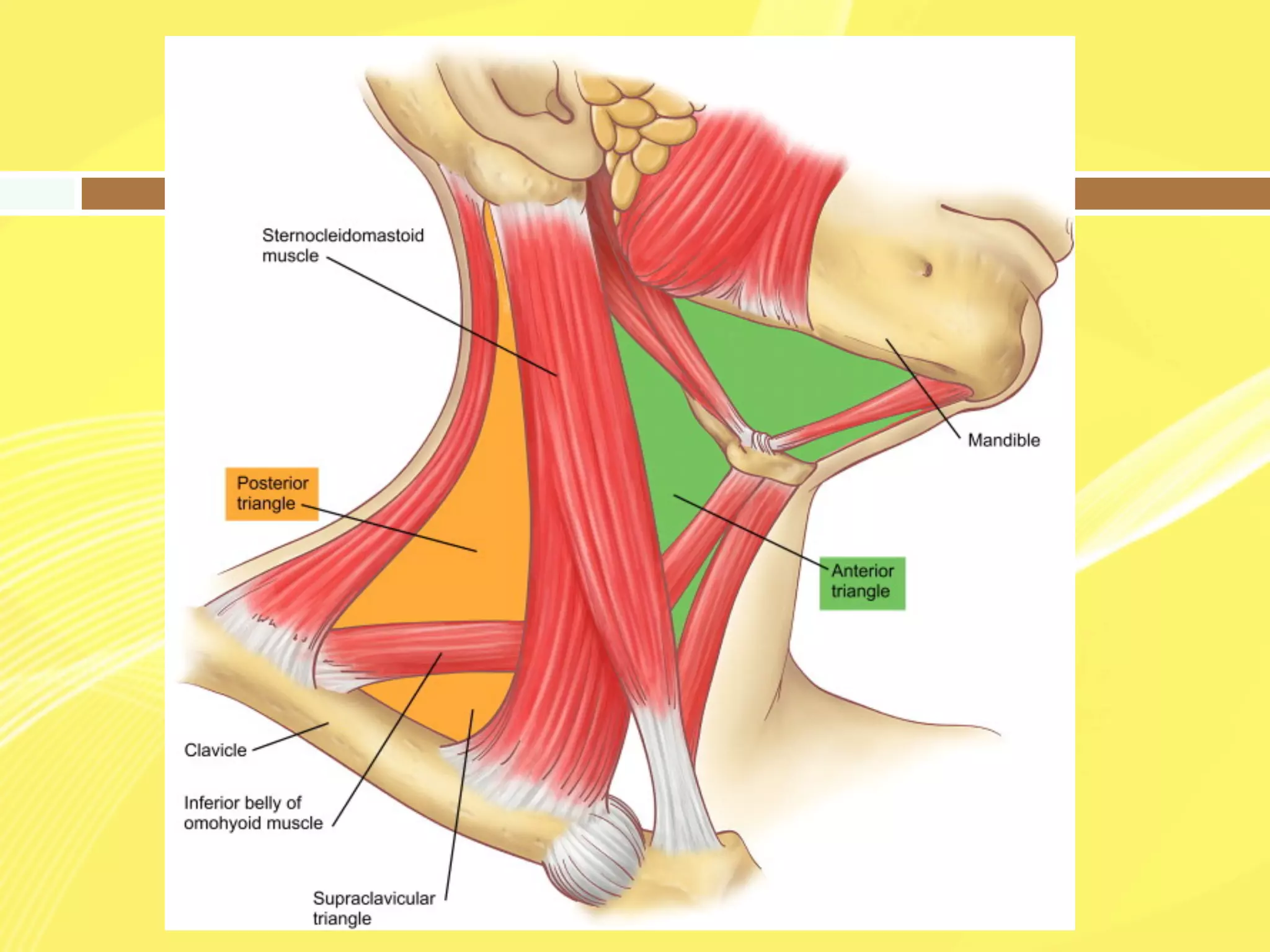 Cross sectional anatomy of the neck | PDF