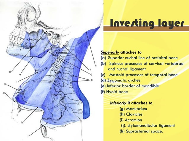 Cross sectional anatomy of the neck | PDF