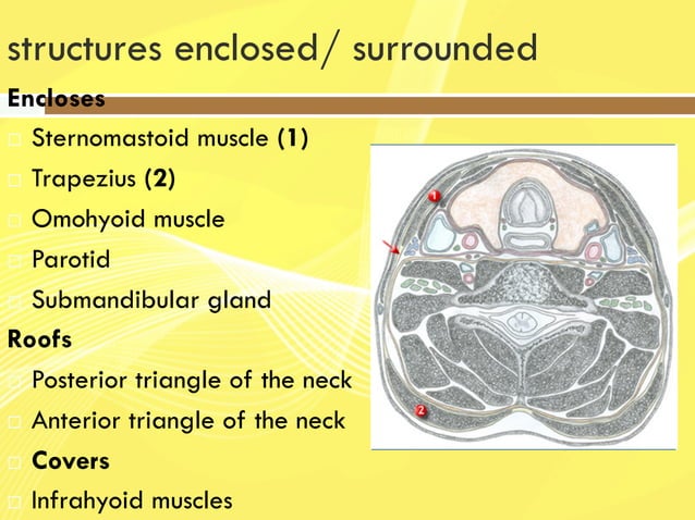 Cross sectional anatomy of the neck | PDF