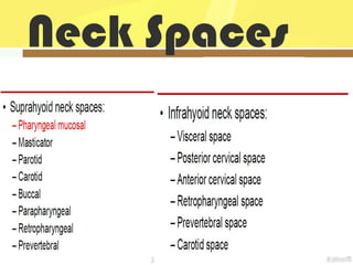 Cross sectional anatomy of the neck | PDF