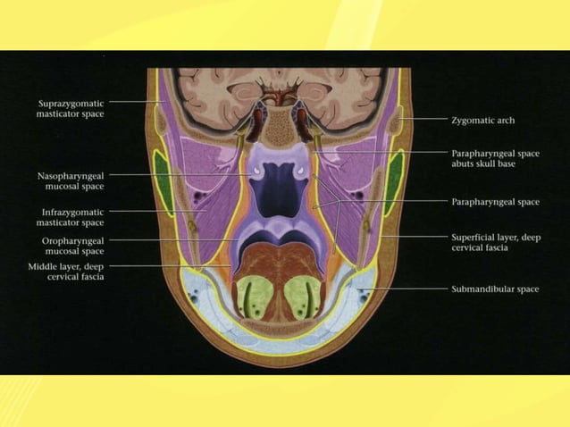 Cross sectional anatomy of the neck | PDF