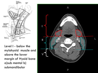 Cross sectional anatomy of the neck