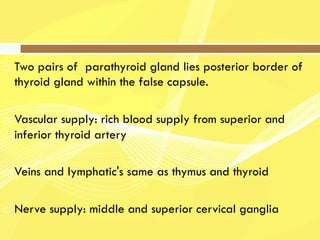 Thyroid Anatomy Cross Section