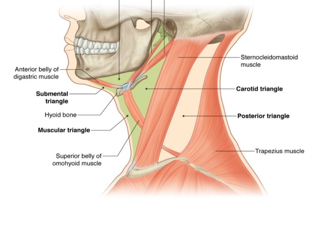 Cross sectional anatomy of the neck