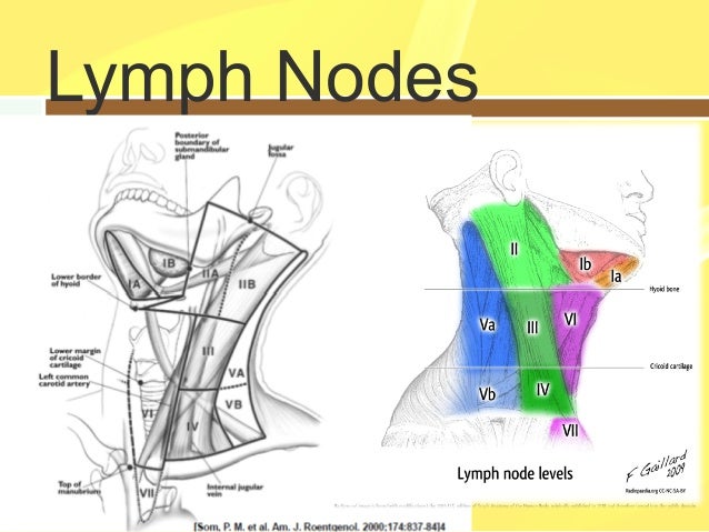 Cross Sectional Anatomy Of The Neck