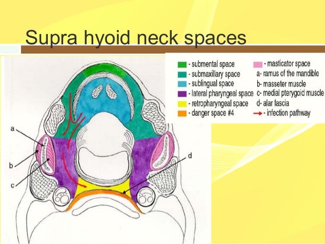 Cross sectional anatomy of the neck