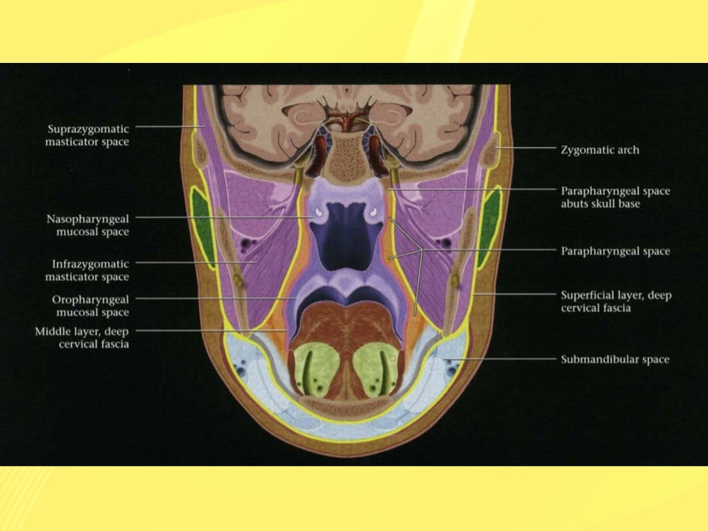 Cross Sectional Anatomy Of The Neck
