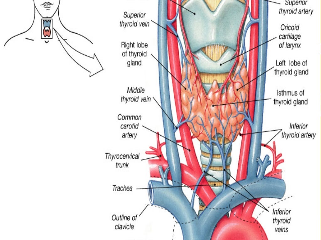 Cross sectional anatomy of the neck