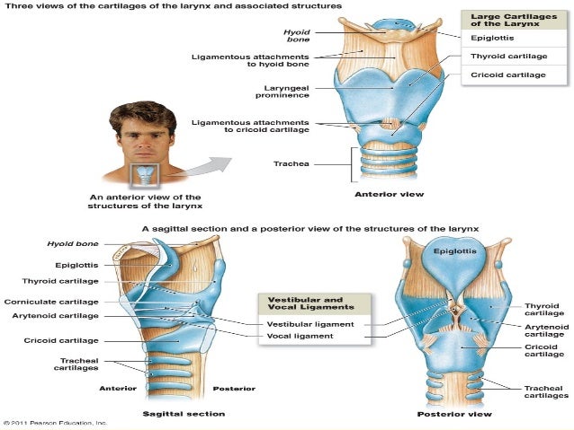 Cross sectional anatomy of the neck
