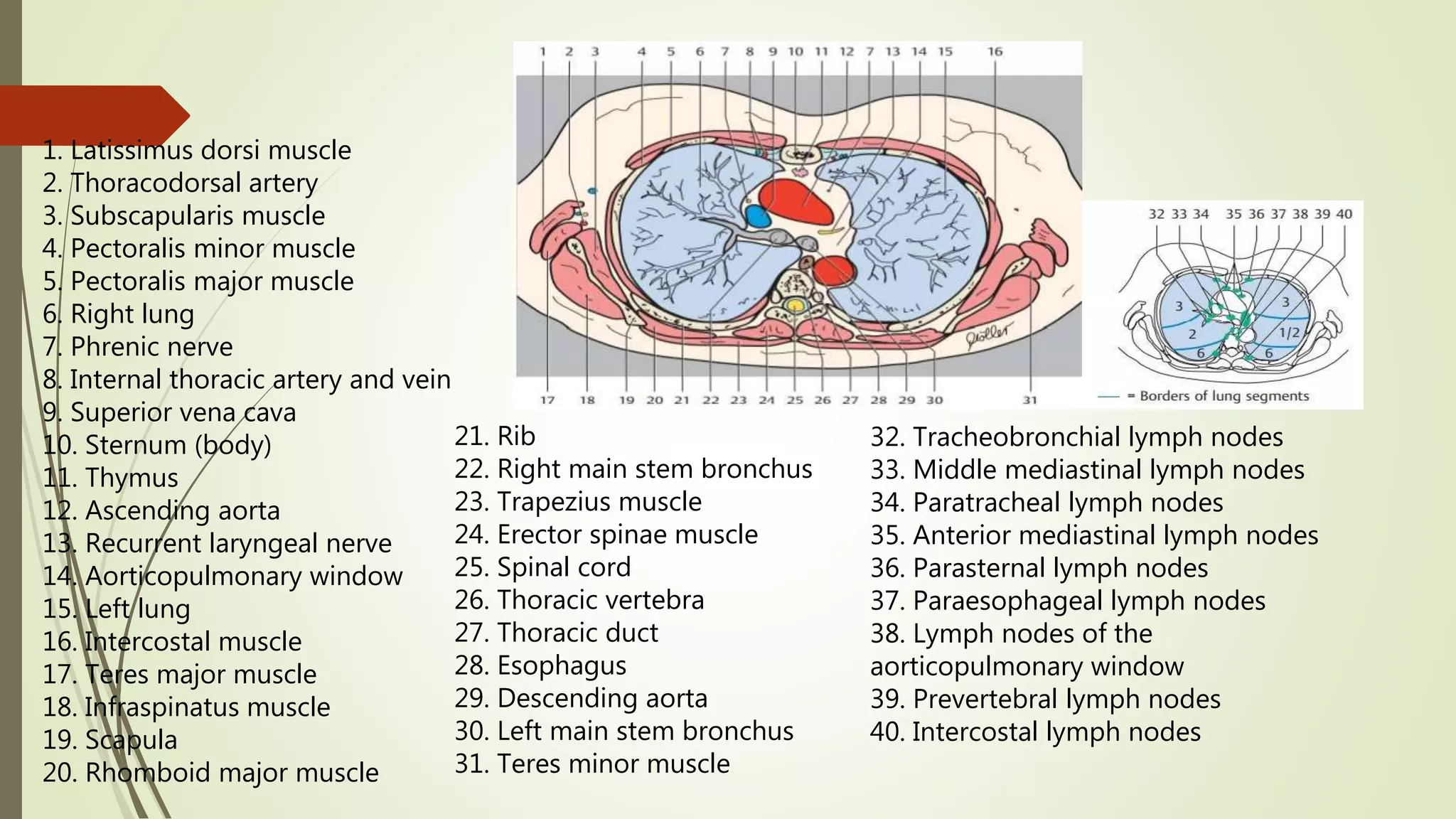 Cross section anatomy of thorax (1) | PPTX