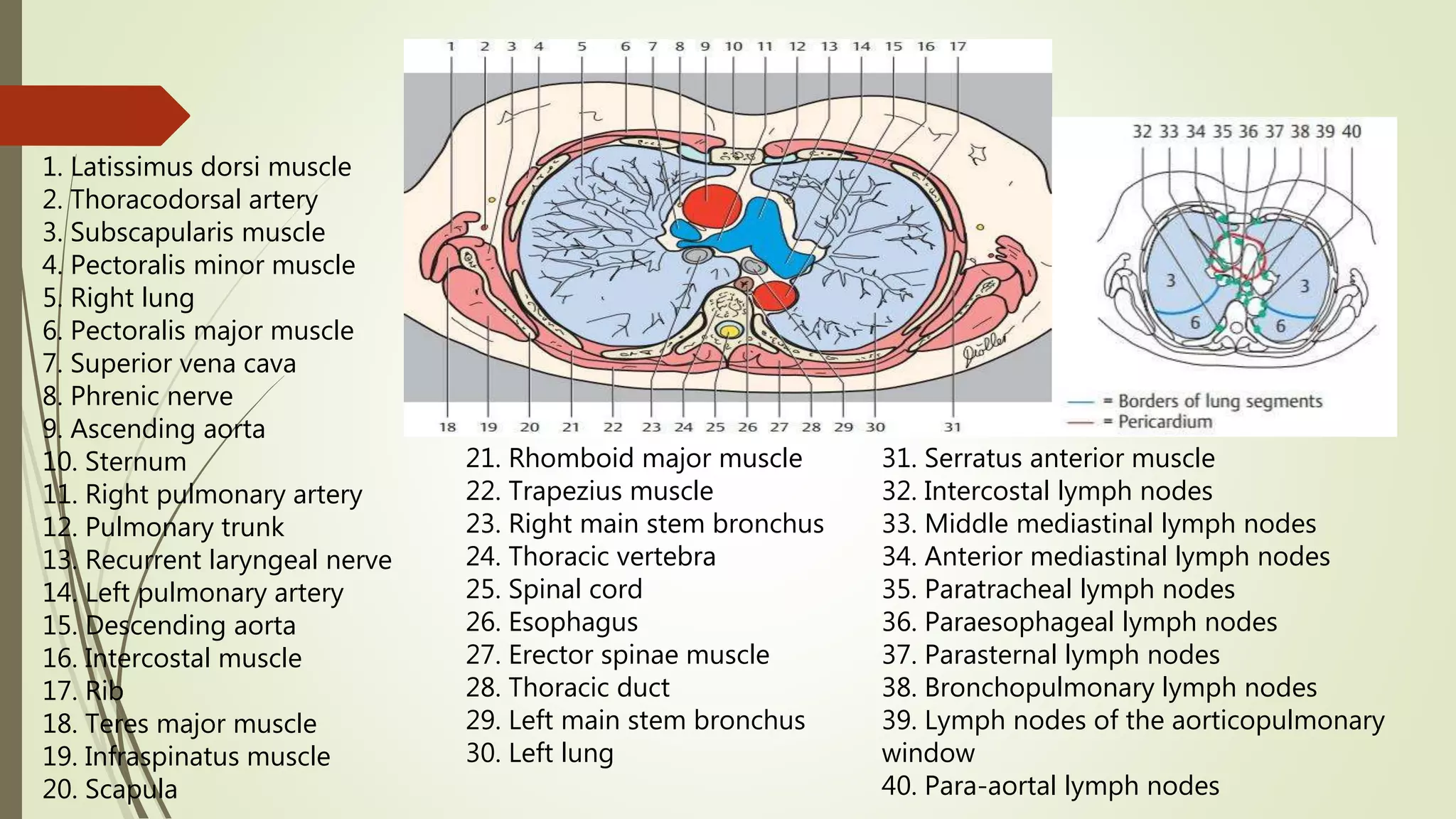 Cross section anatomy of thorax (1) | PPTX