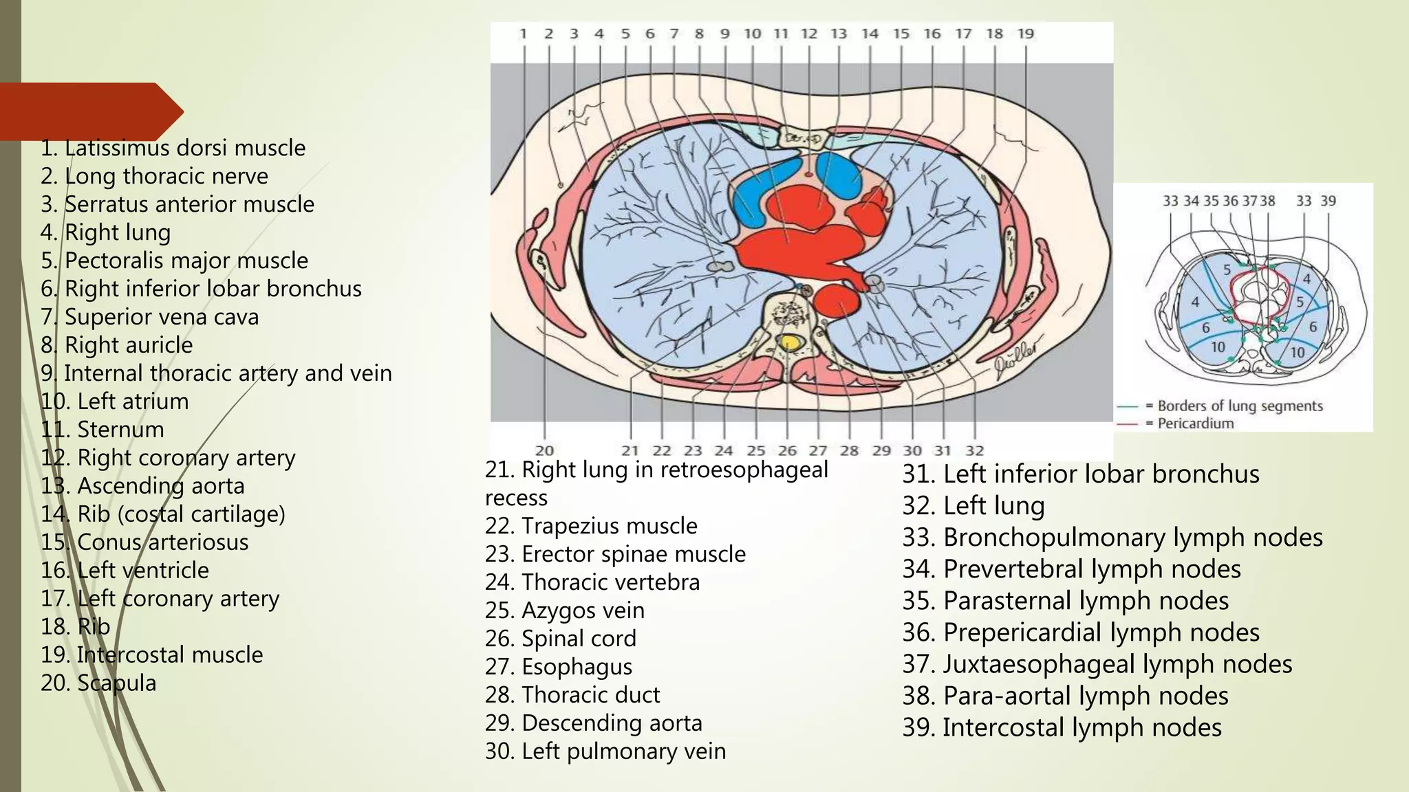 Cross section anatomy of thorax (1) | PPTX
