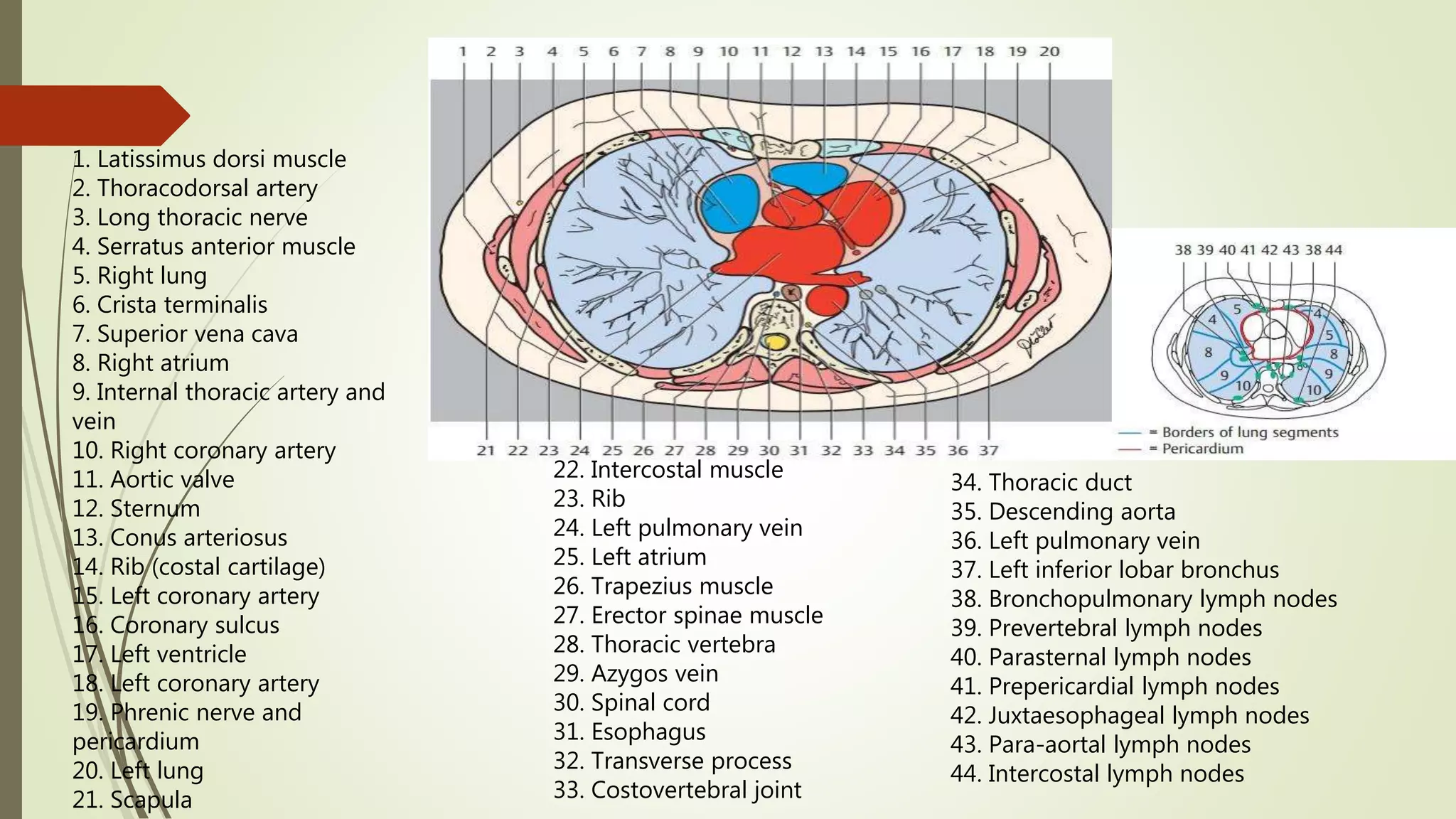 Cross section anatomy of thorax (1) | PPTX