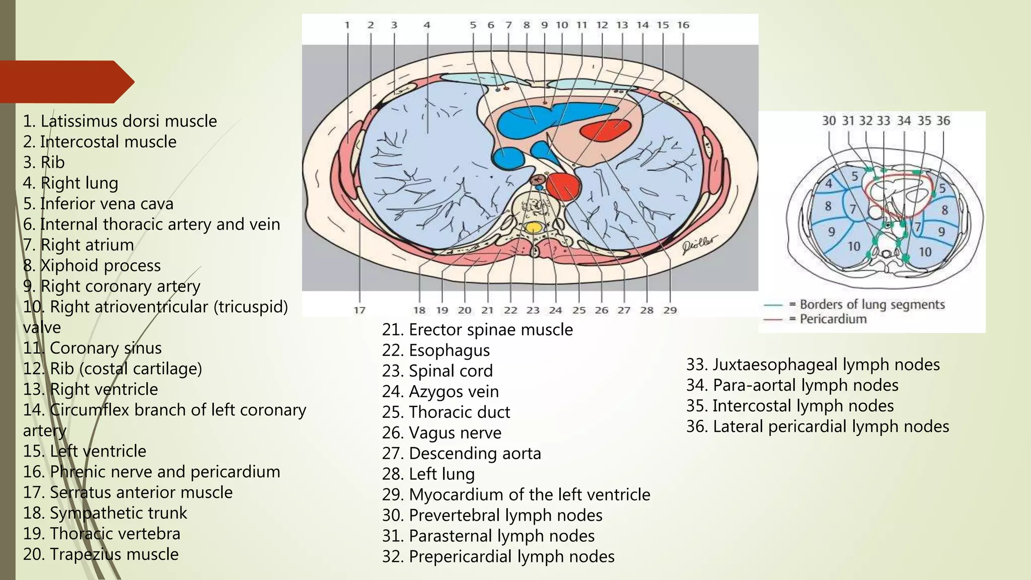 Cross section anatomy of thorax (1) | PPTX