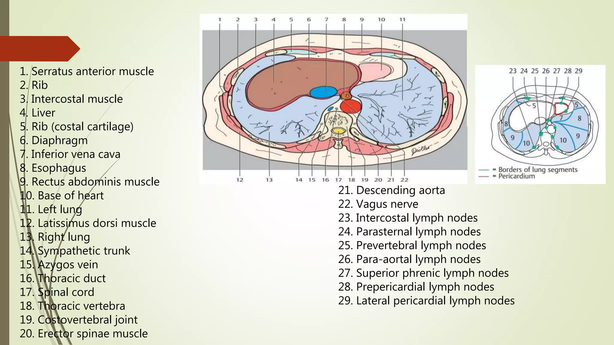 Cross section anatomy of thorax (1) | PPTX