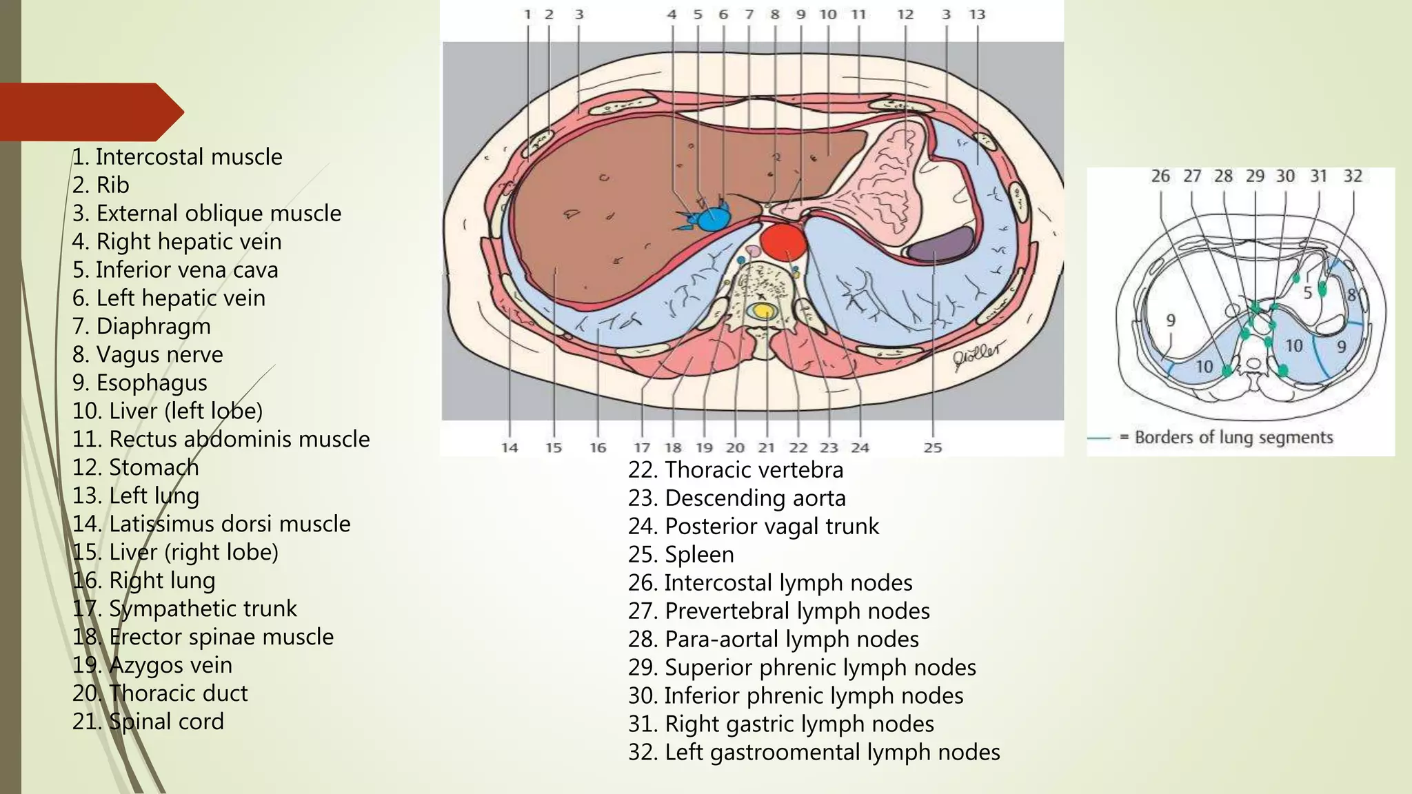 Cross section anatomy of thorax (1) | PPTX