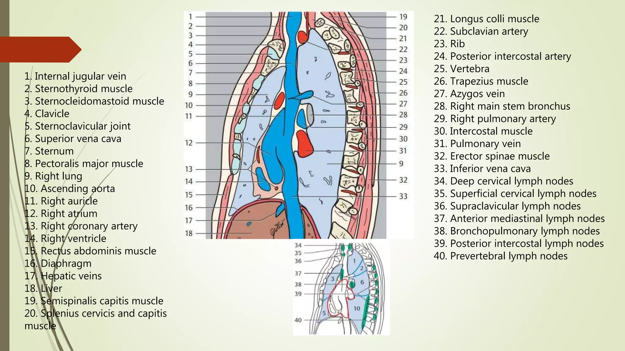 Cross section anatomy of thorax (1) | PPTX