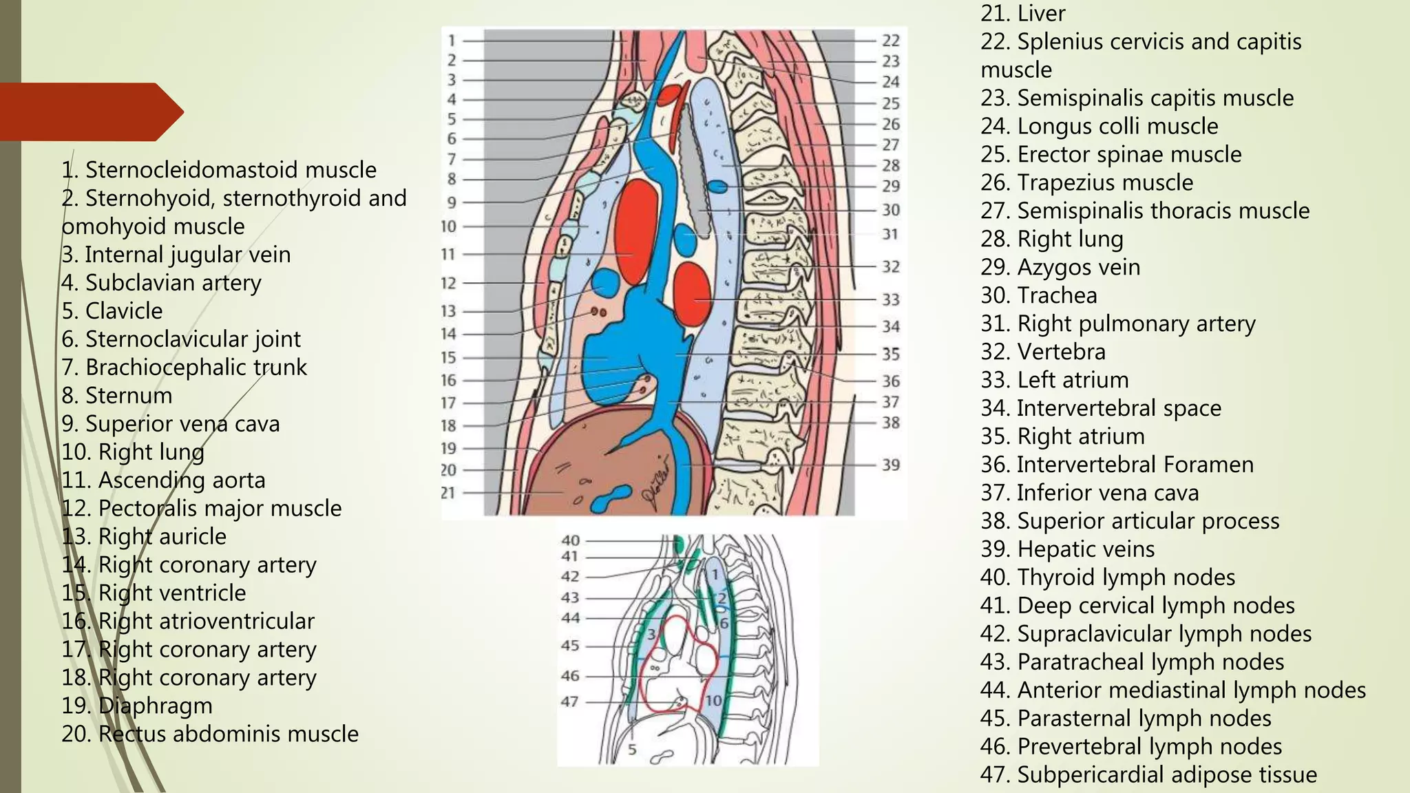 Cross section anatomy of thorax (1) | PPTX