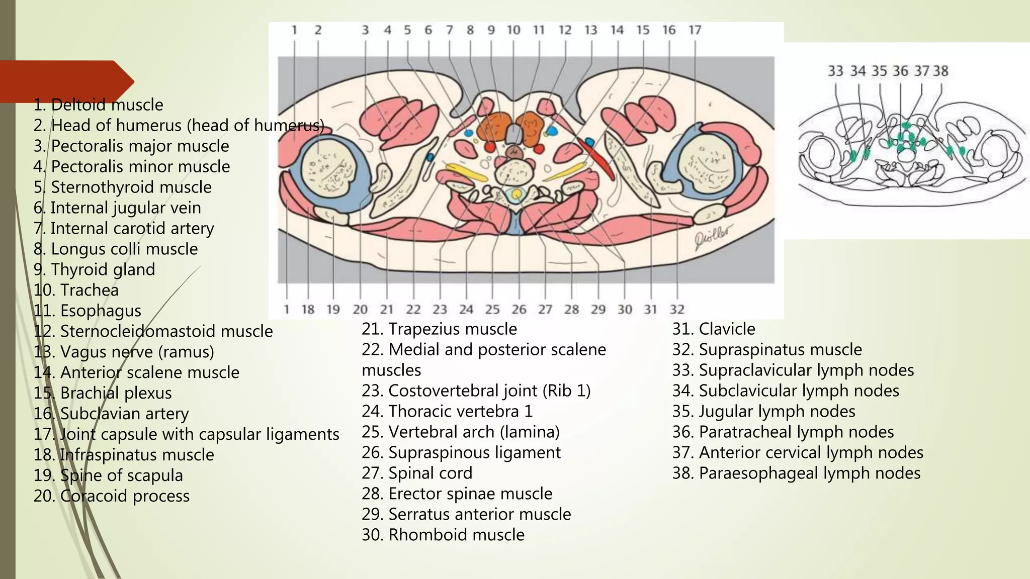 Cross section anatomy of thorax (1) | PPTX