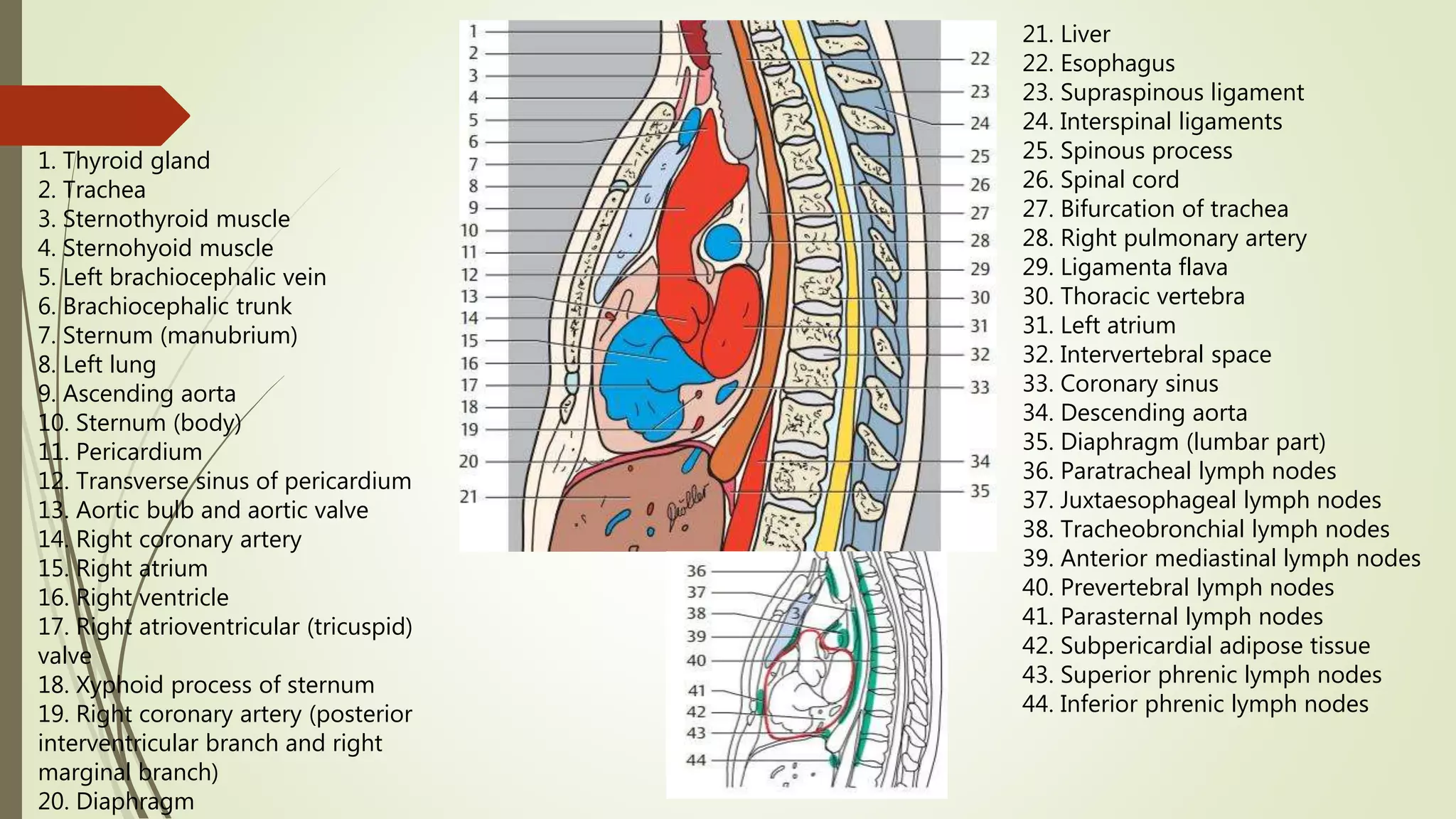 Cross section anatomy of thorax (1) | PPTX