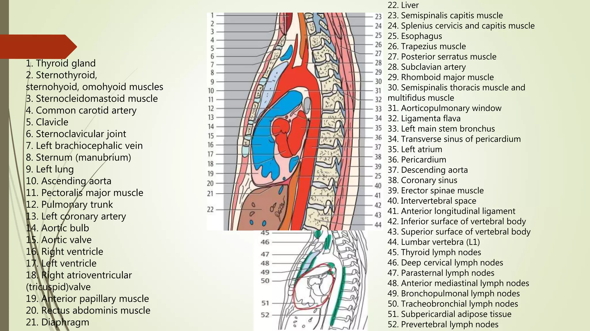 Cross section anatomy of thorax (1) | PPTX