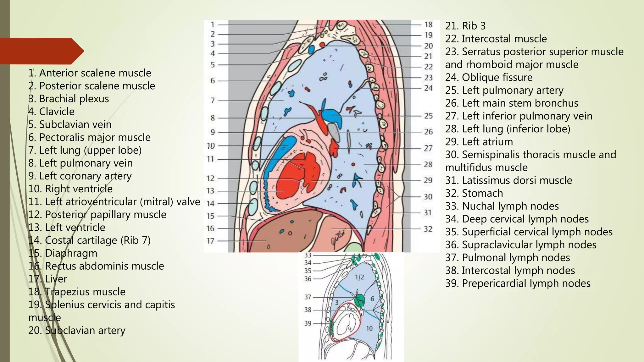 Cross section anatomy of thorax (1) | PPTX