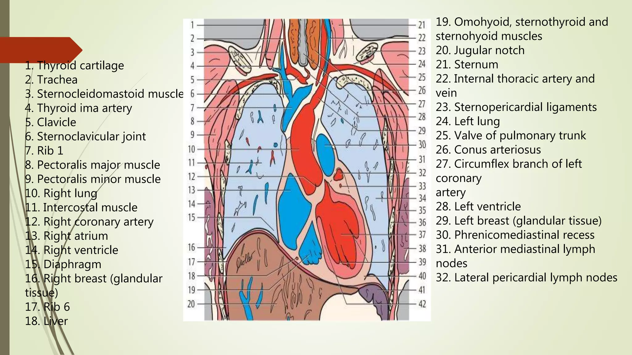 Cross section anatomy of thorax (1) | PPTX
