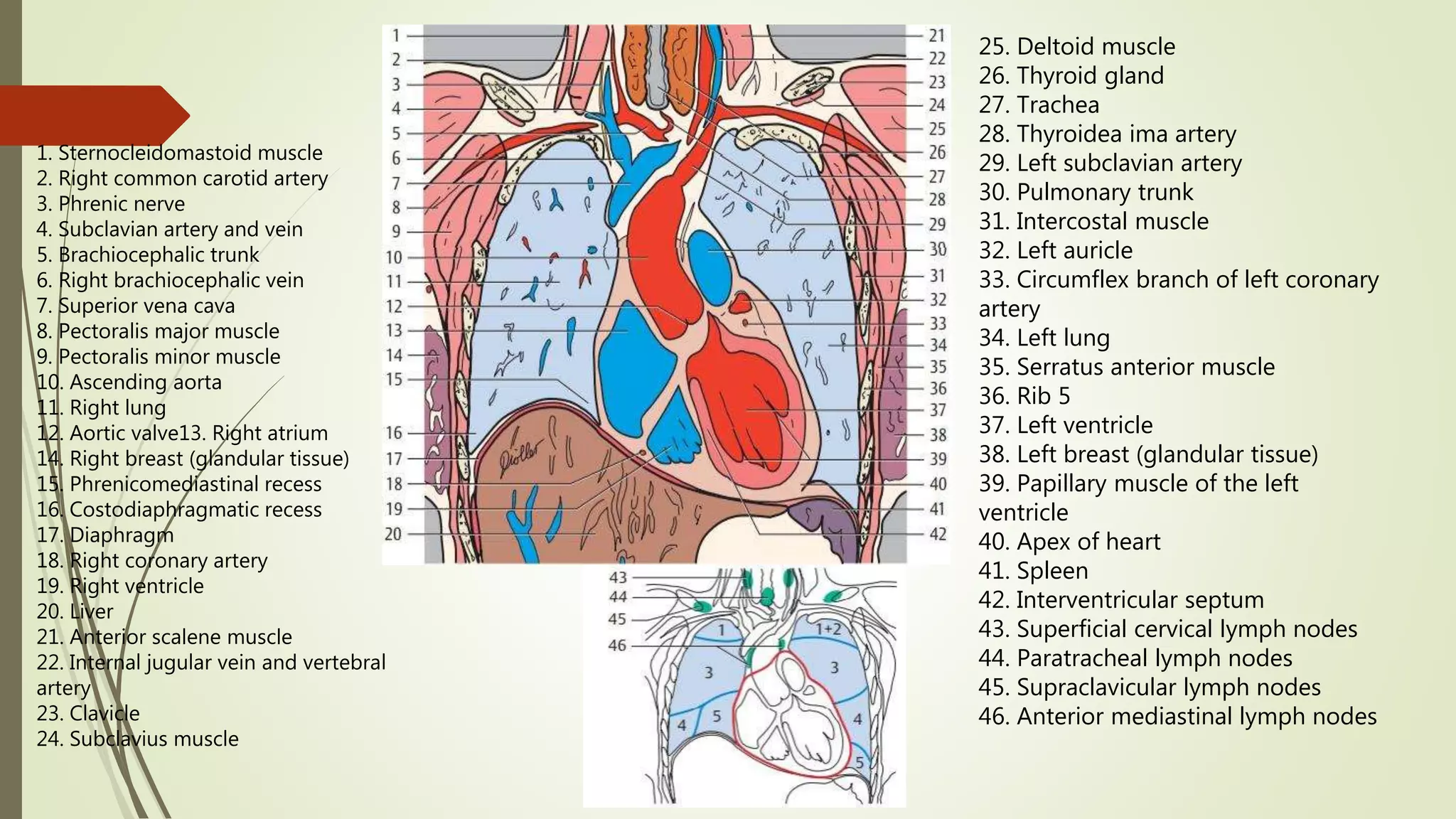 Cross section anatomy of thorax (1) | PPTX