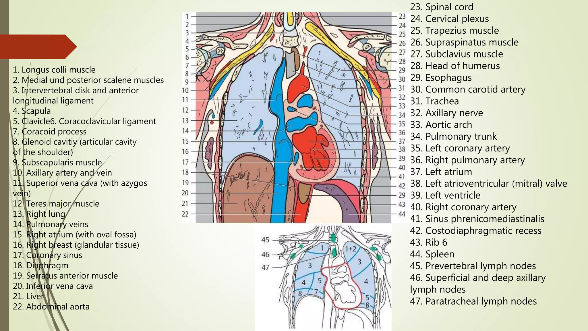Cross section anatomy of thorax (1) | PPTX