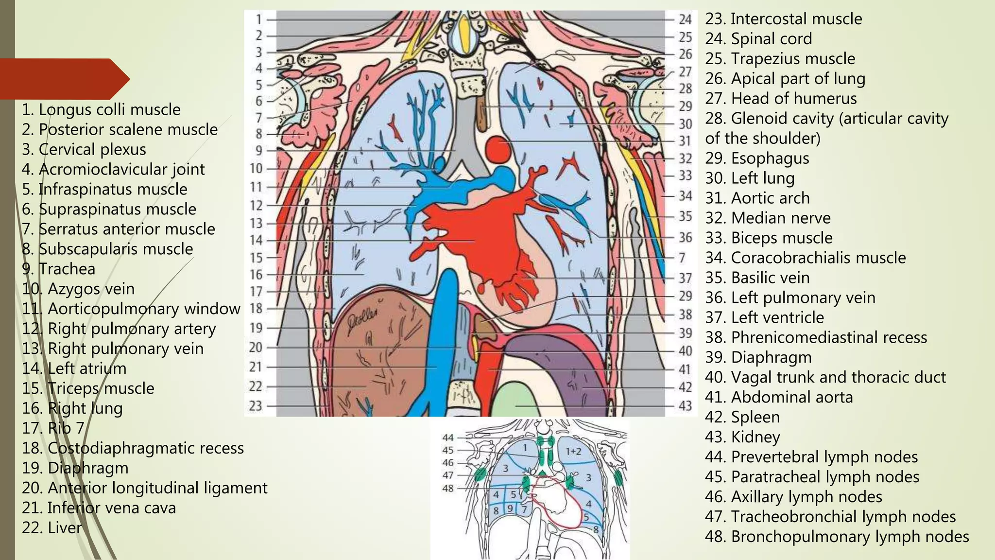 Cross section anatomy of thorax (1) | PPTX