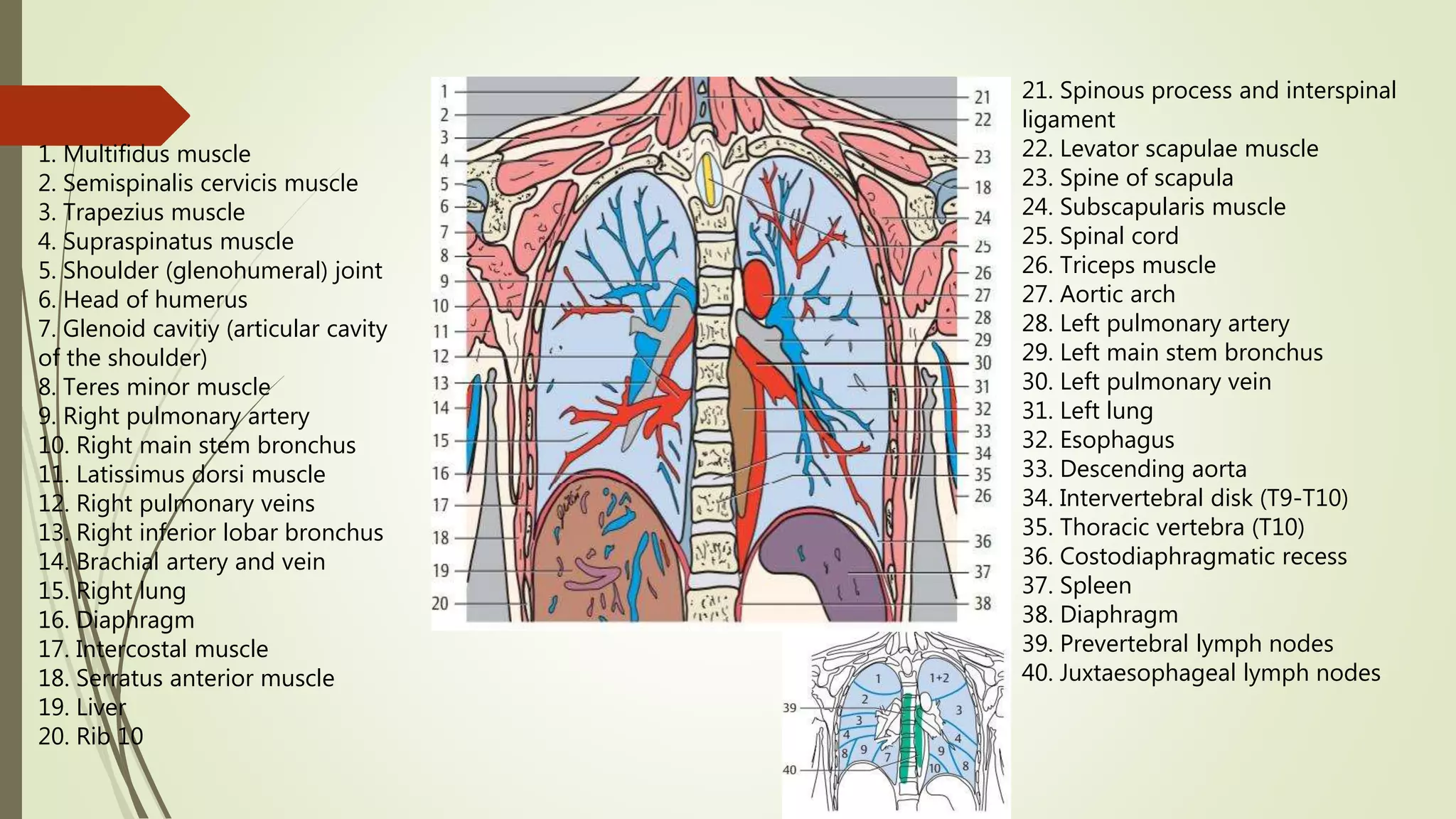 Cross section anatomy of thorax (1) | PPTX