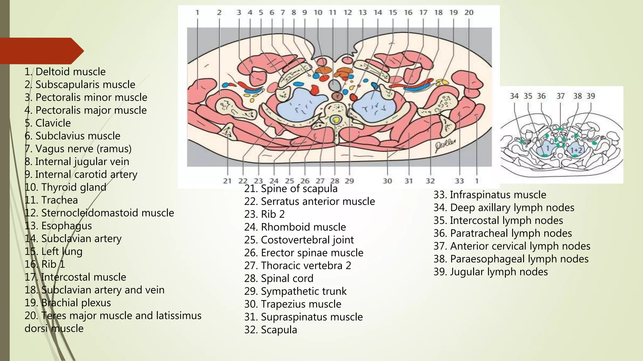 Cross section anatomy of thorax (1) | PPTX
