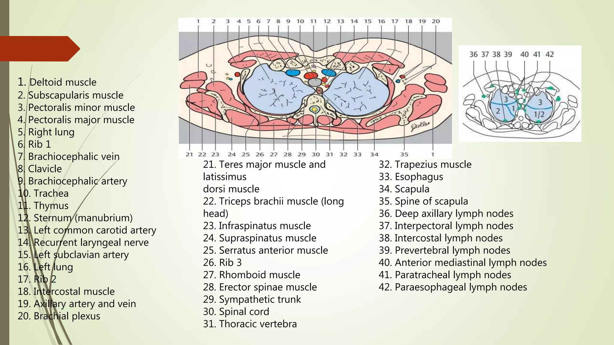 Cross section anatomy of thorax (1) | PPTX