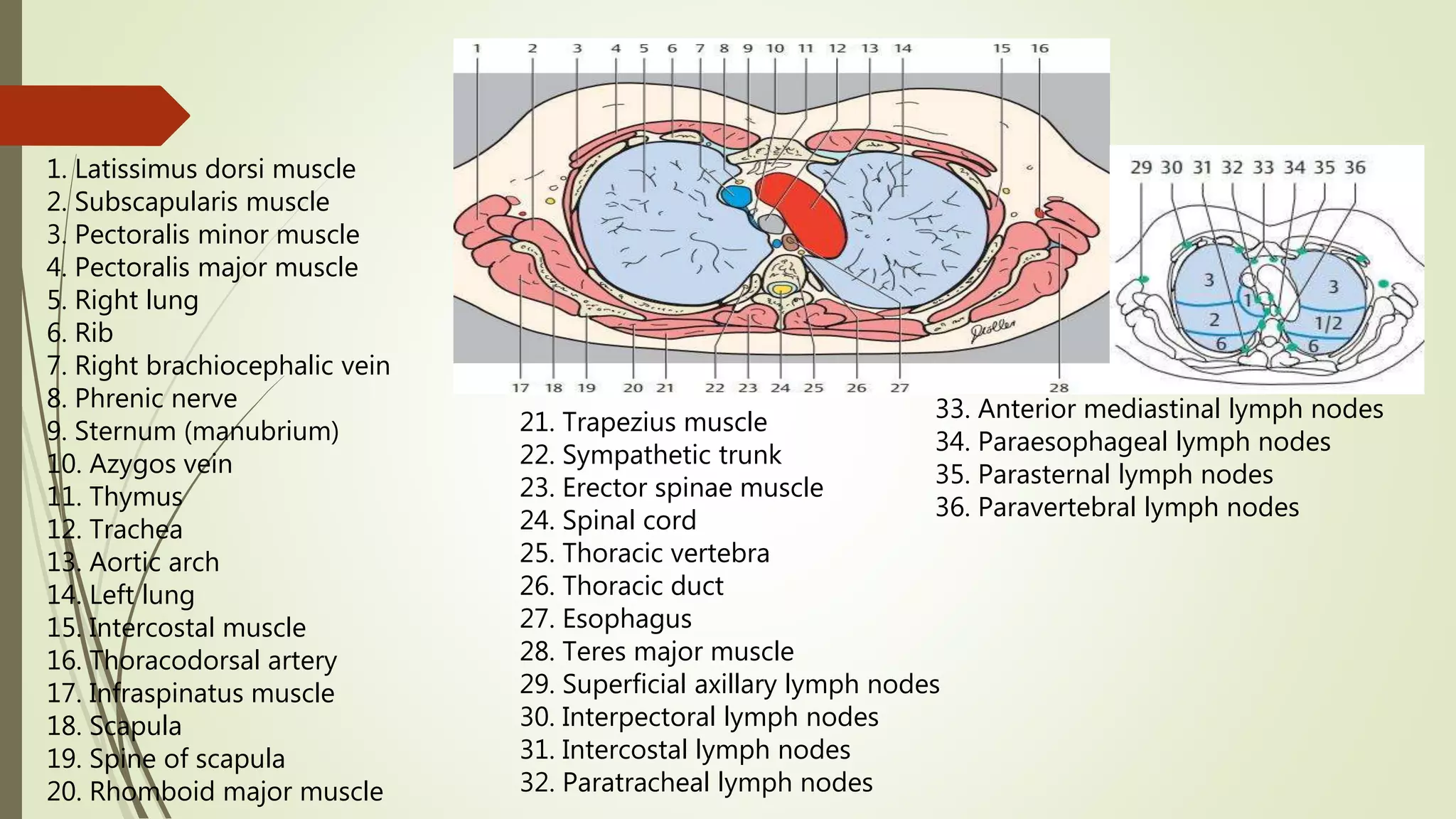 Cross section anatomy of thorax (1) | PPTX