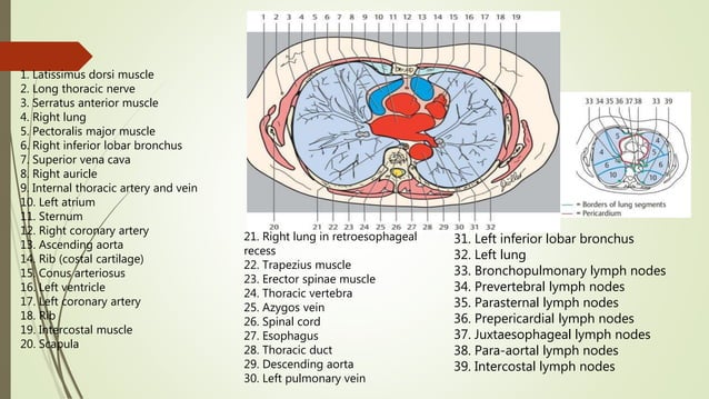 Cross section anatomy of thorax (1) | PPTX | Death, Injury, or Military ...