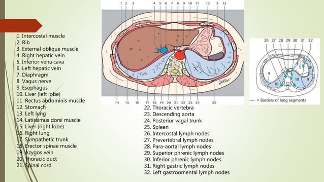 Cross section anatomy of thorax (1) | PPTX | Death, Injury, or Military ...